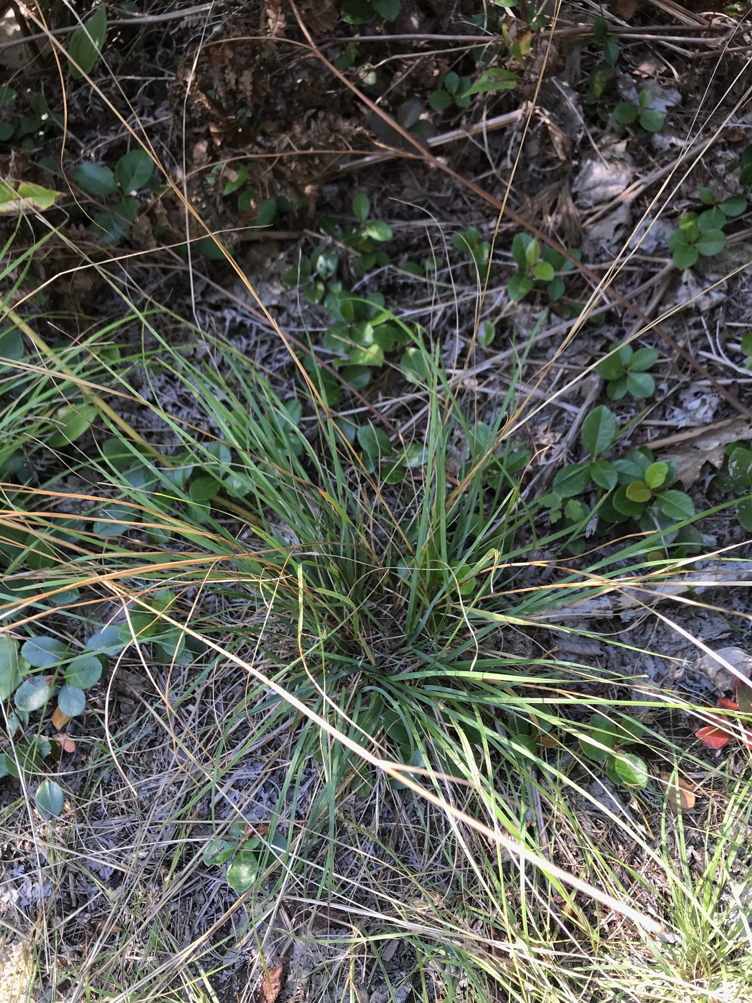 Danthonia compressa Austin