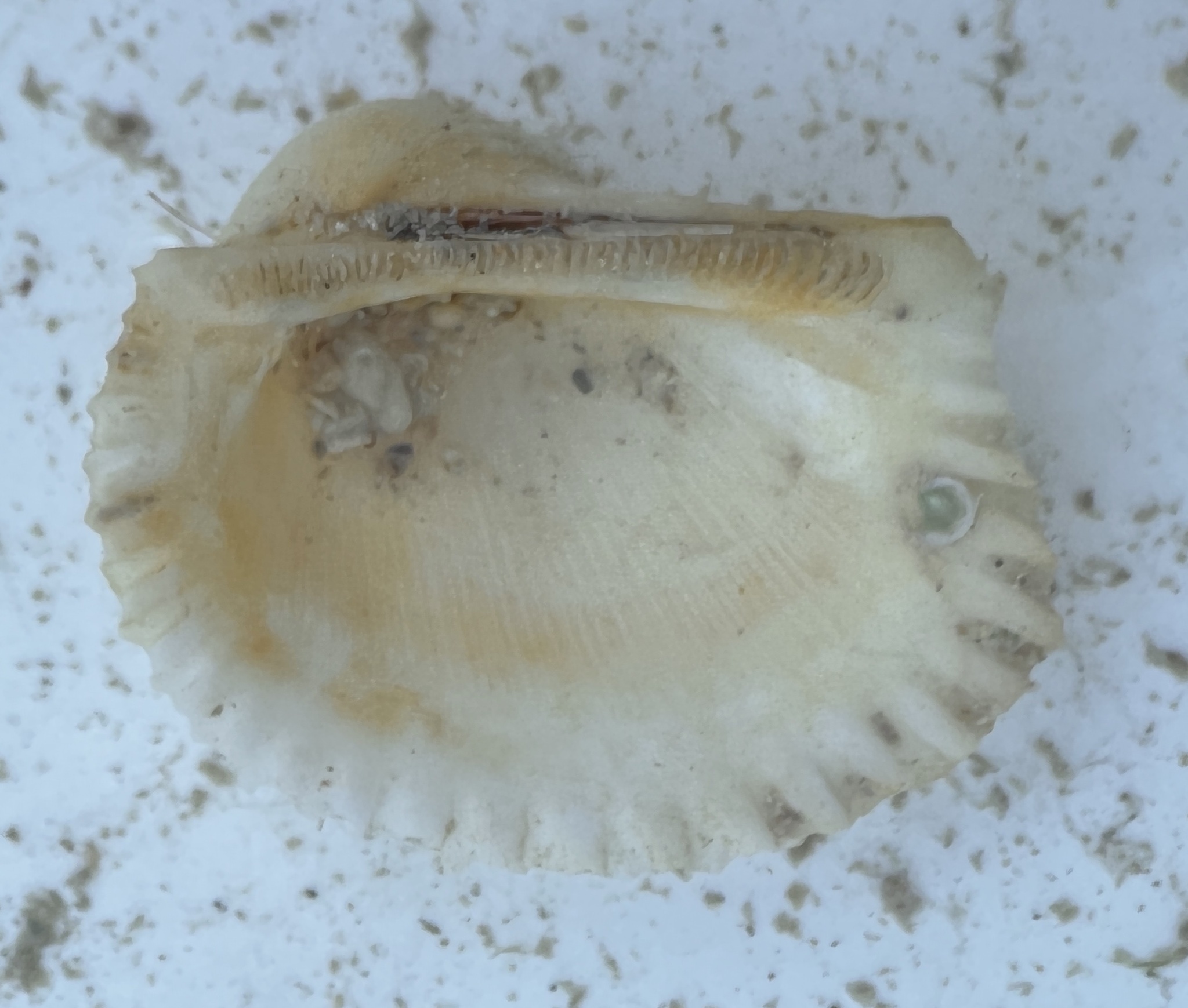 Anadara notabilis (Röding, 1798)