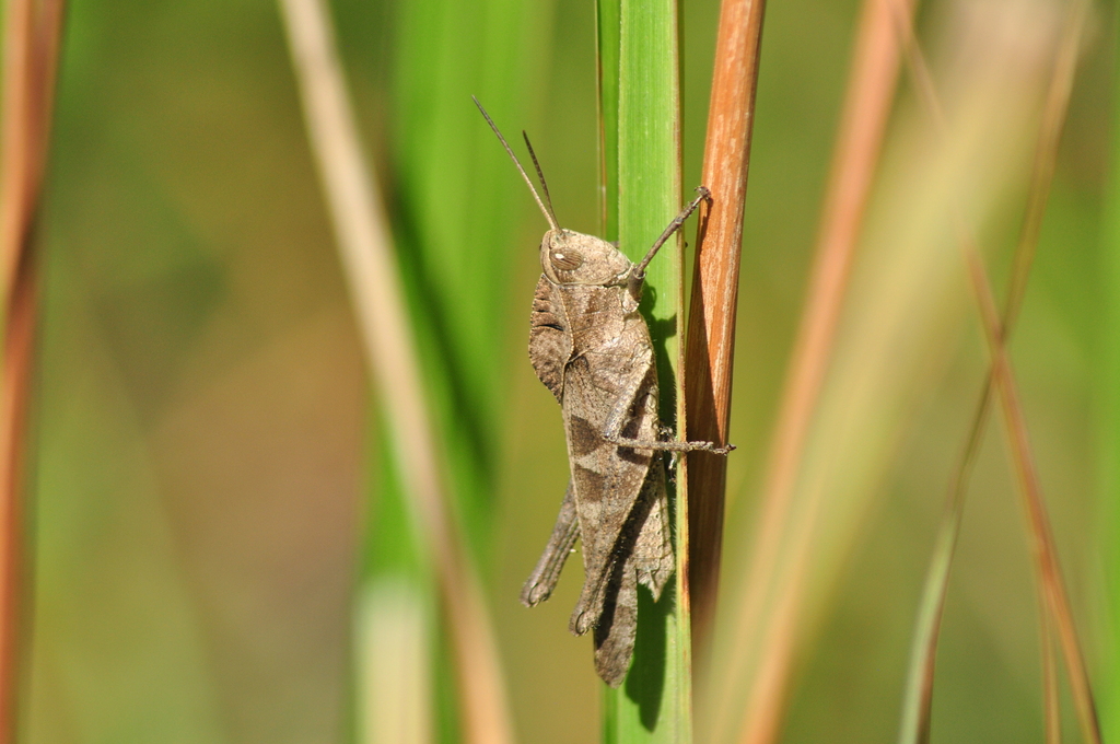 Xyleus from Magé, RJ, Brasil on May 04, 2021 at 11:25 AM by ...