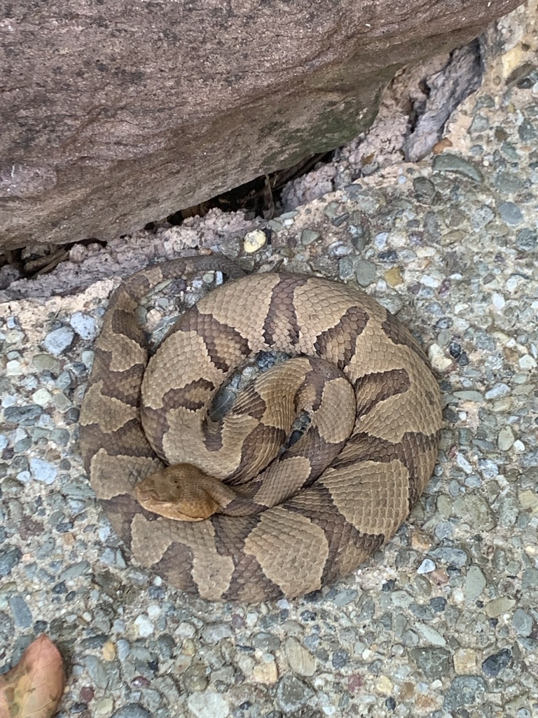 Eastern Copperhead from Bright Pond Ln, Reston, VA, US on August 1 ...