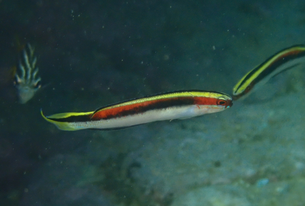 Eastern Hulafish from 1 Bower Ln, Manly NSW 2095, Australia on ...
