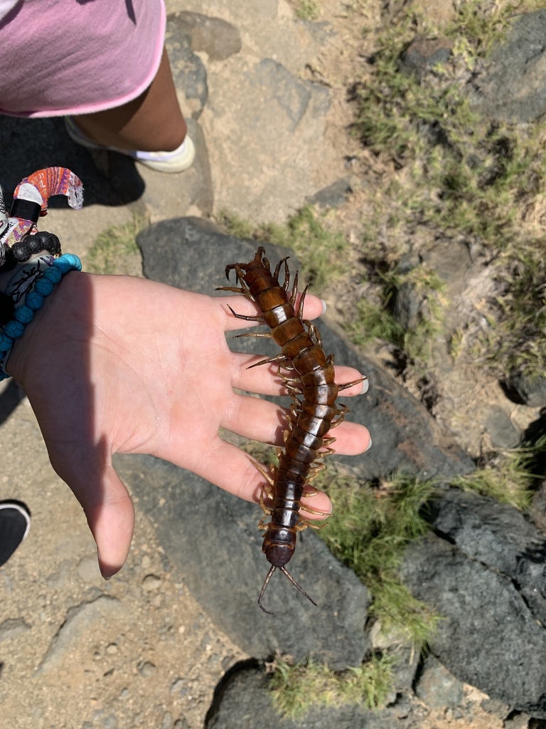 Amazonian Giant Centipede from Arikok National Park, Aruba, AW on ...