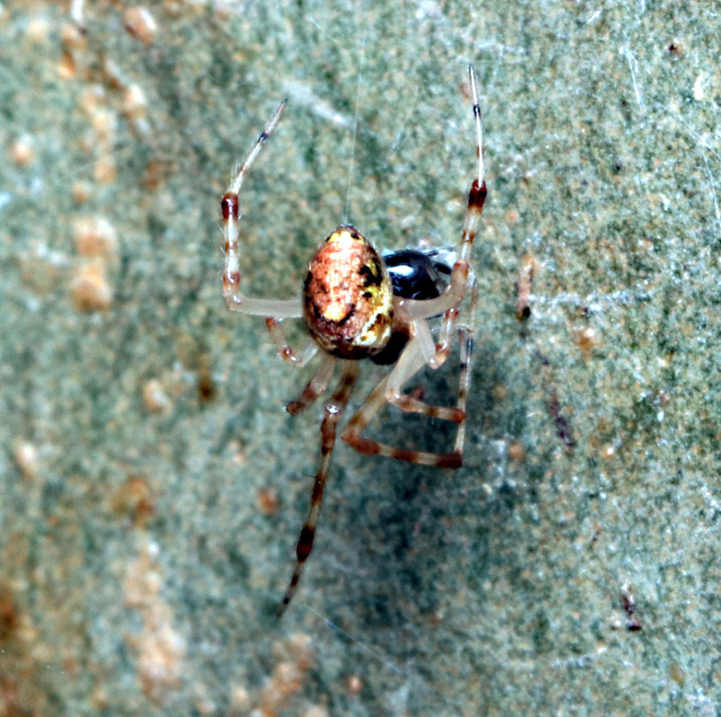Cobweb Spiders in September 2022 by juliegraham173 · iNaturalist