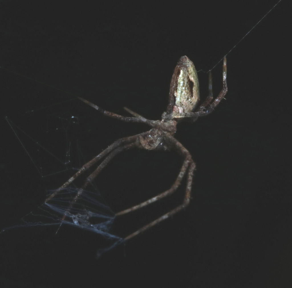 Hump-back Spiders in September 2022 by juliegraham173 · iNaturalist