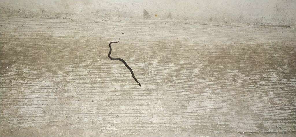 Banded Philippine Burrowing Snake in September 2022 by tda100. Approx ...