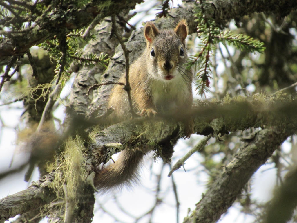 American Red Squirrel from Unorganized Thunder Bay District, ON, Canada ...