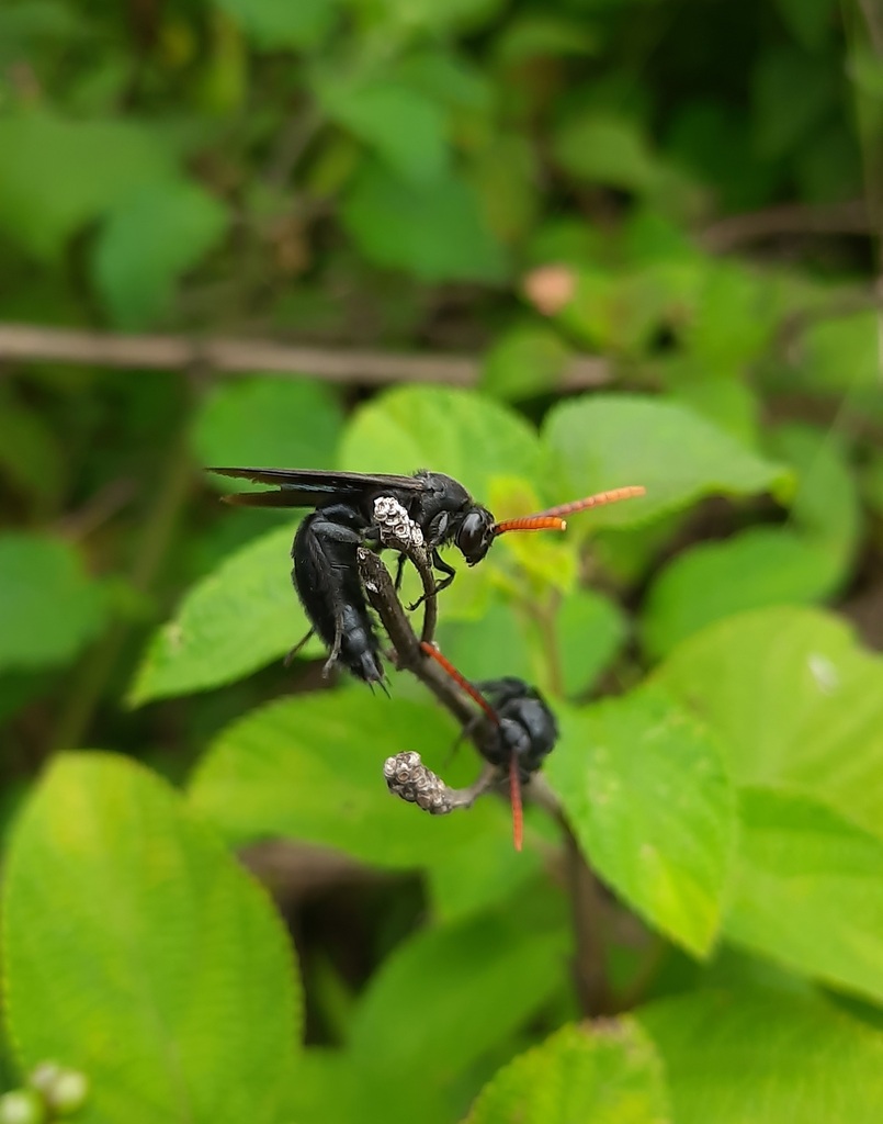 Scolia affinis from Brookefield, Bengaluru, Karnataka, India on ...