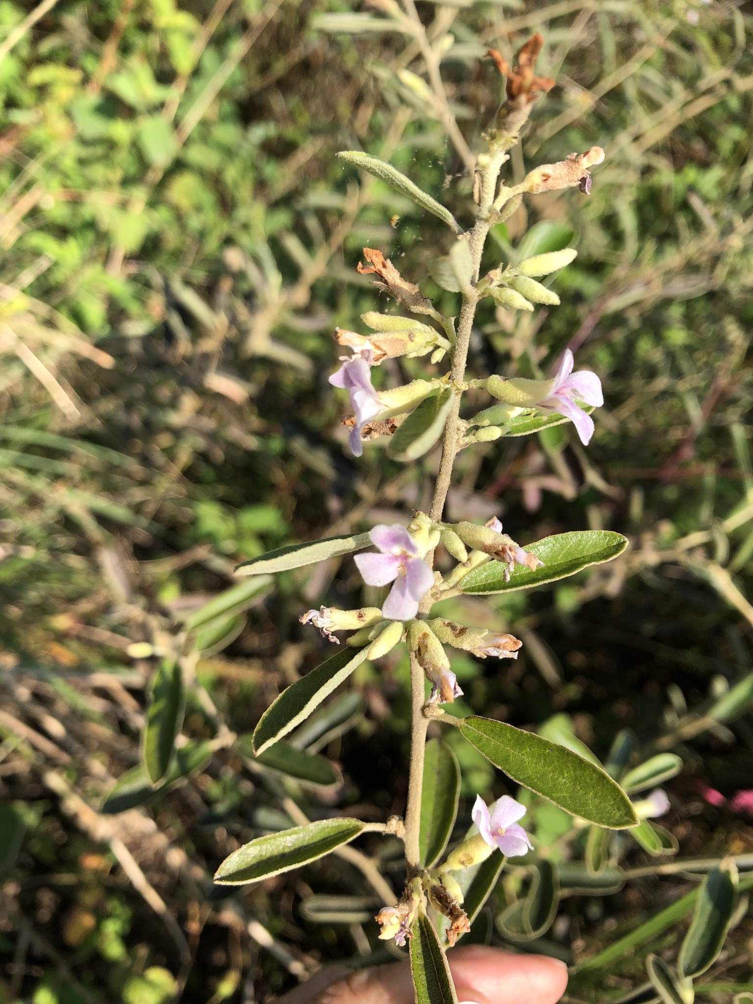 Helicteres angustifolia L.