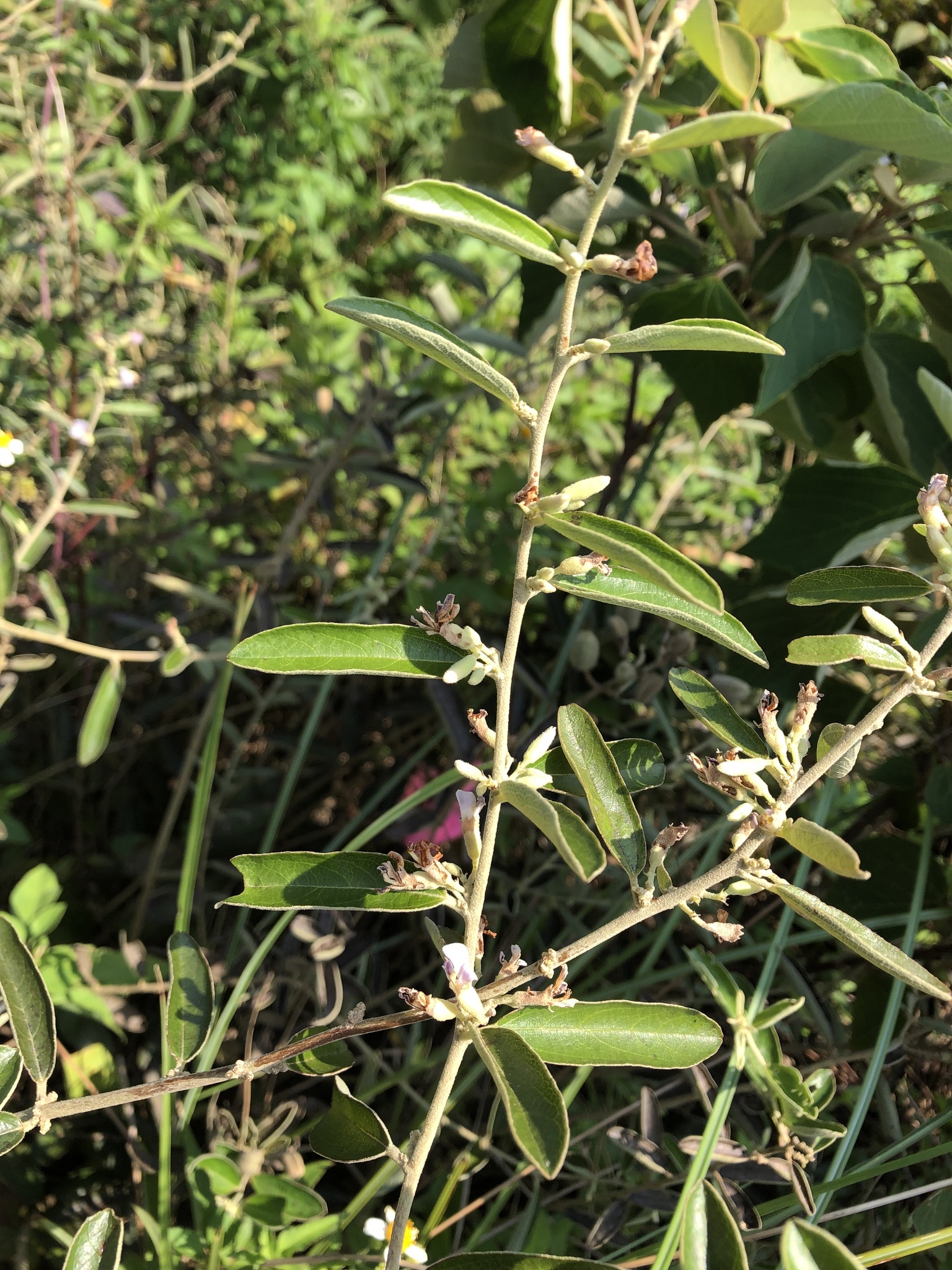 Helicteres angustifolia L.
