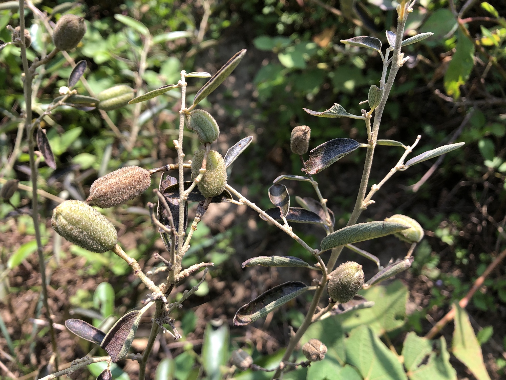 Helicteres angustifolia L.