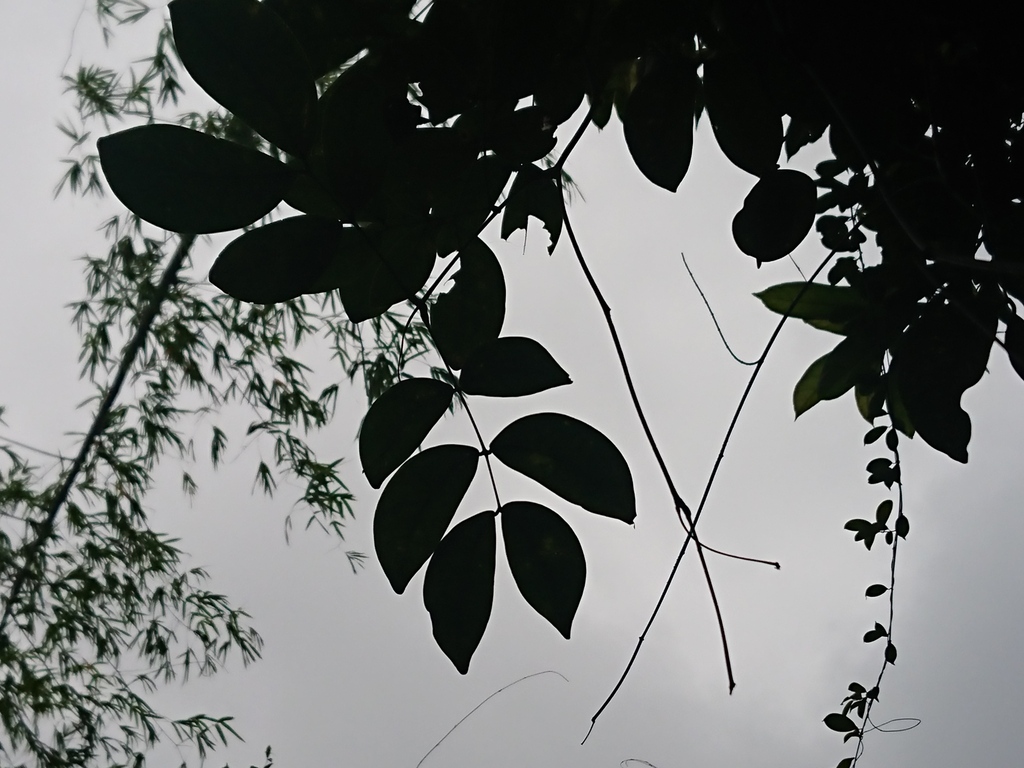 Entada tonkinensis from 台灣新竹縣 on September 11, 2022 at 09:48 AM by ...