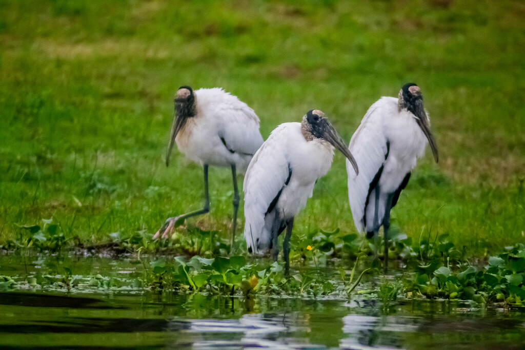 Wood Stork from Catazajá, Chis., México on September 11, 2022 at 06:45 ...