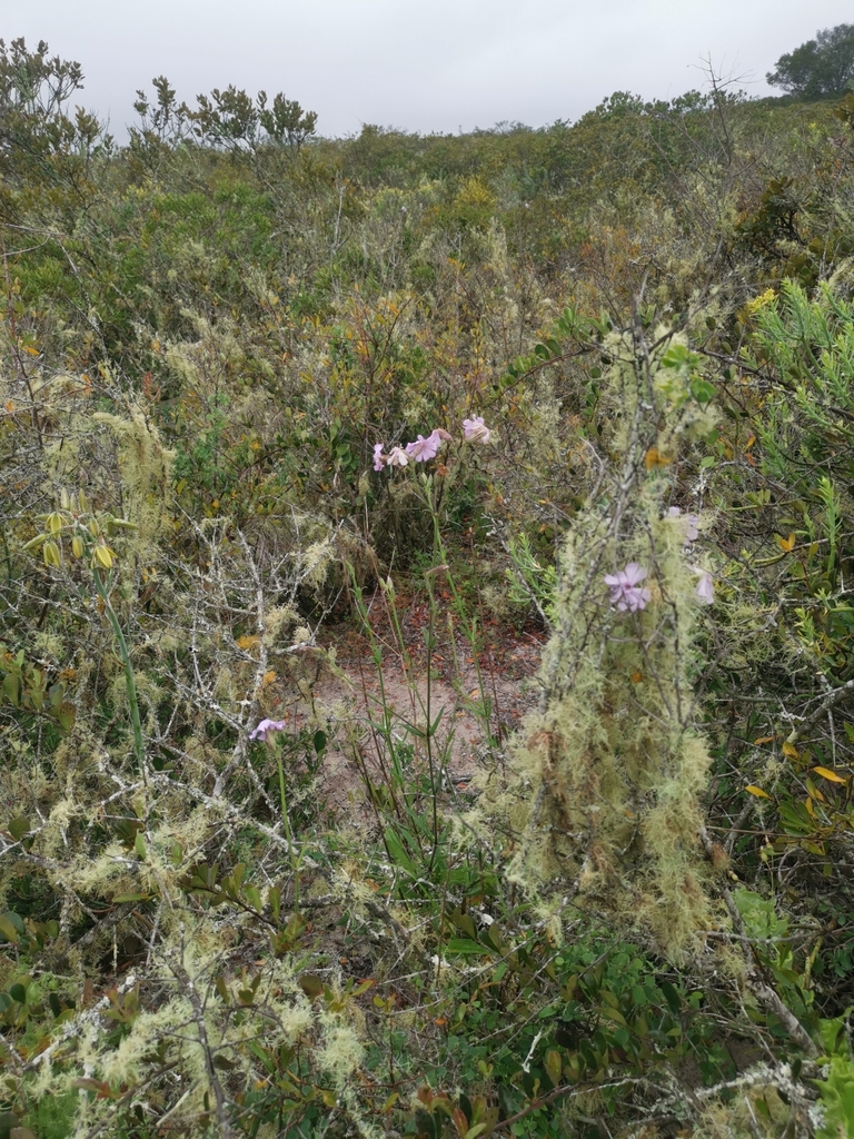 Tall Catchfly from West Coast, ZA-WC, ZA on September 10, 2022 at 11:39 ...