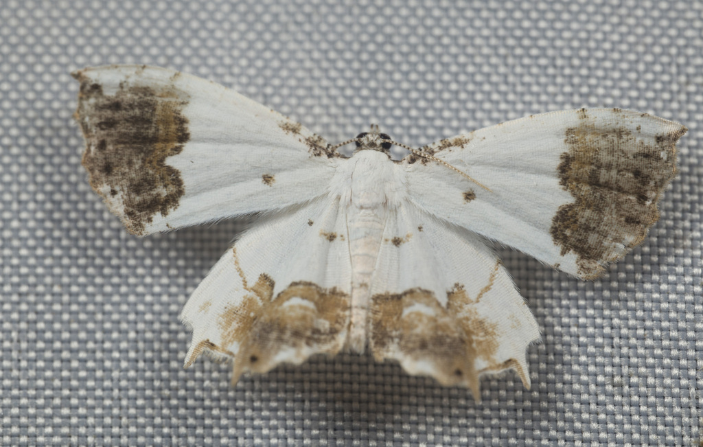 Epiplema from 中国重庆市北碚区 on July 10, 2021 at 09:52 PM by novaluo2022 ...