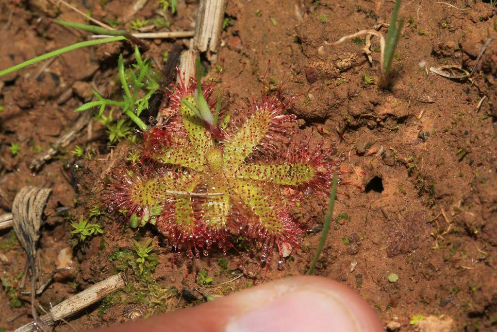 (Drosera coccipetala) - Botanical Realm