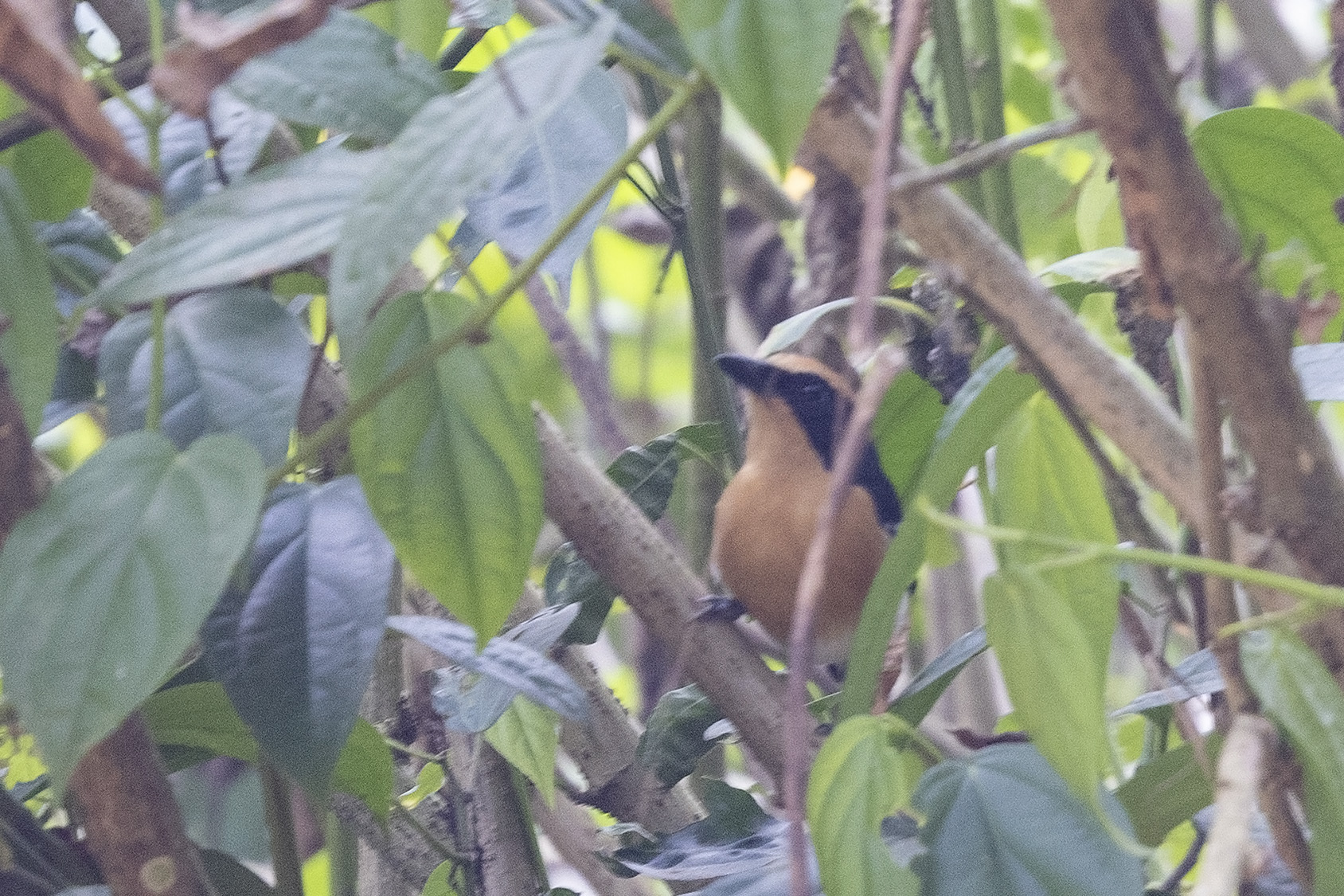 Laniarius luehderi Reichenow, 1874