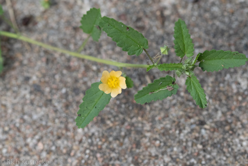 spreading sida from Anderson Mill, Austin, TX 78750, USA on September ...