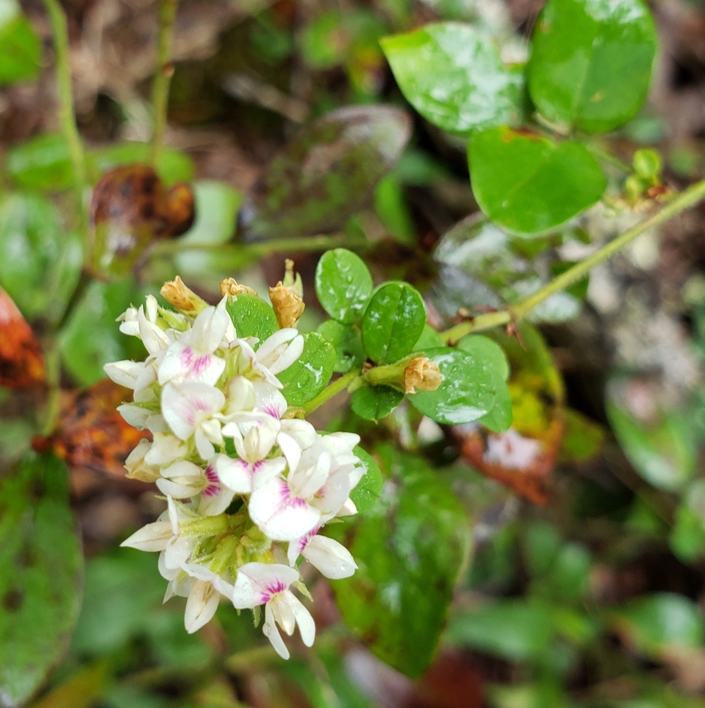bush clovers and lespedezas from Ivy Creek Natural Area on September 12 ...