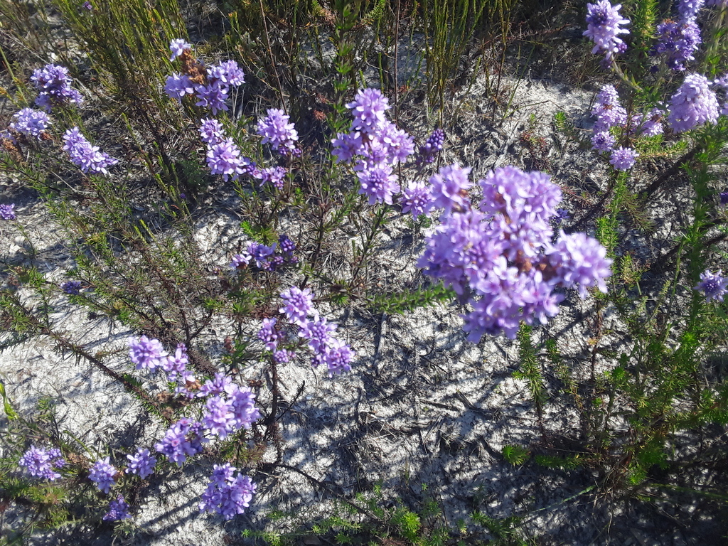 Bitterbushes from South Cape DC, South Africa on September 8, 2022 at ...