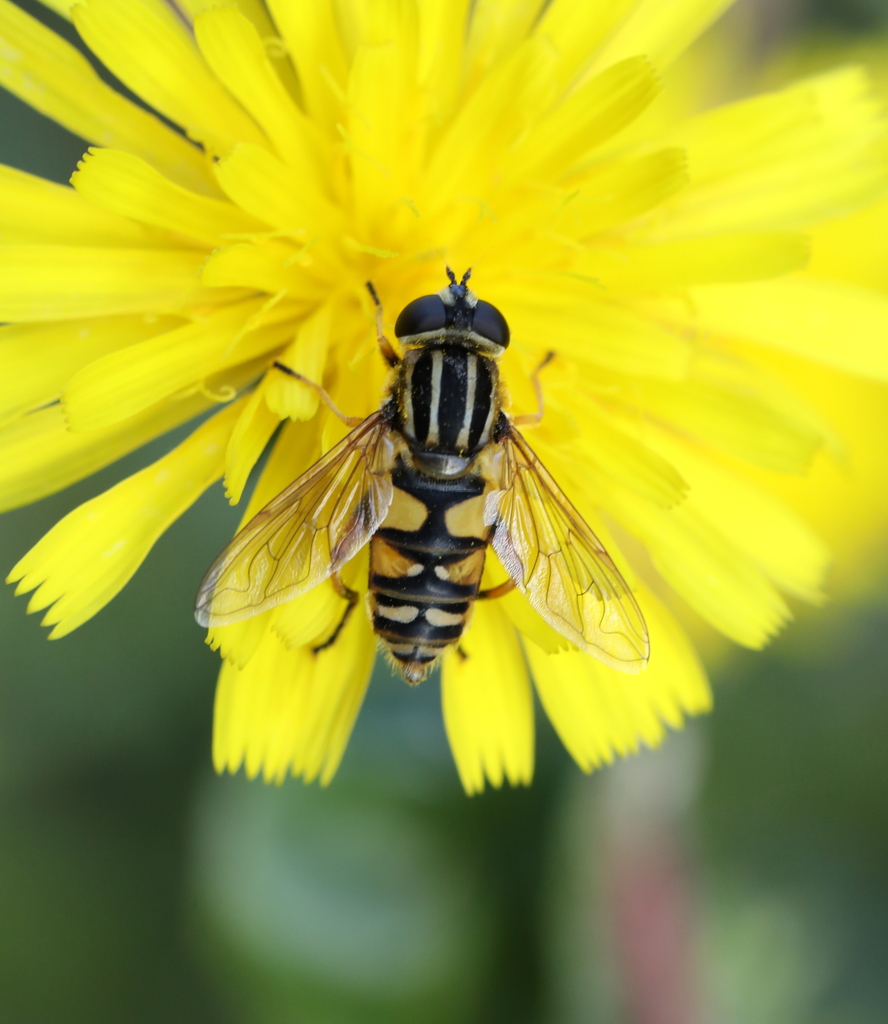 Sun Fly from Gonfreville-l'Orcher, France on October 23, 2021 at 03:57 ...