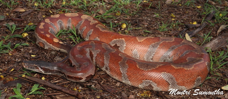Malaysian Blood Python from Bang Non, Mueang Ranong District, Ranong ...