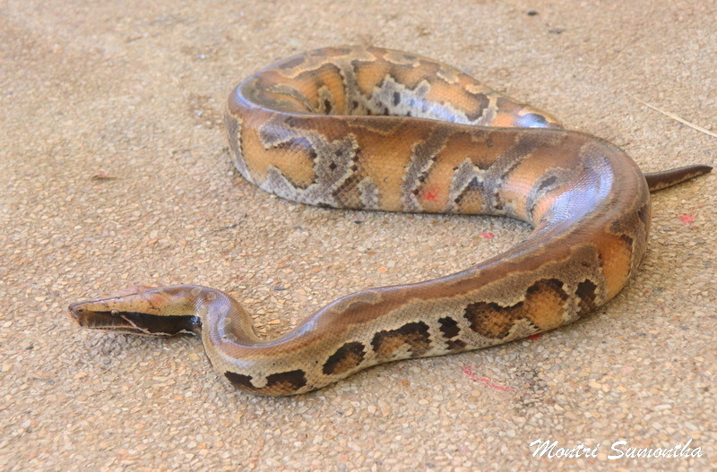 Malaysian Blood Python from Betong, Betong District, Yala 95110 ...