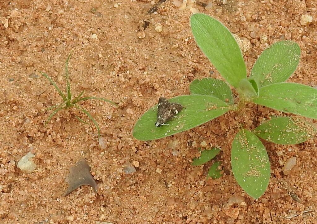 Butterflies and Moths from PO, Pudipatla, SV Zoo Rd, Tirupati, Andhra ...