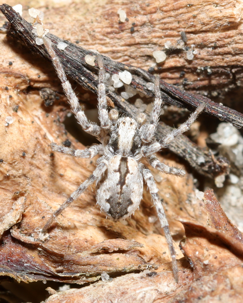 Thanatus from Dwarskersbos, Velddrif, 7365, South Africa on August 28 ...