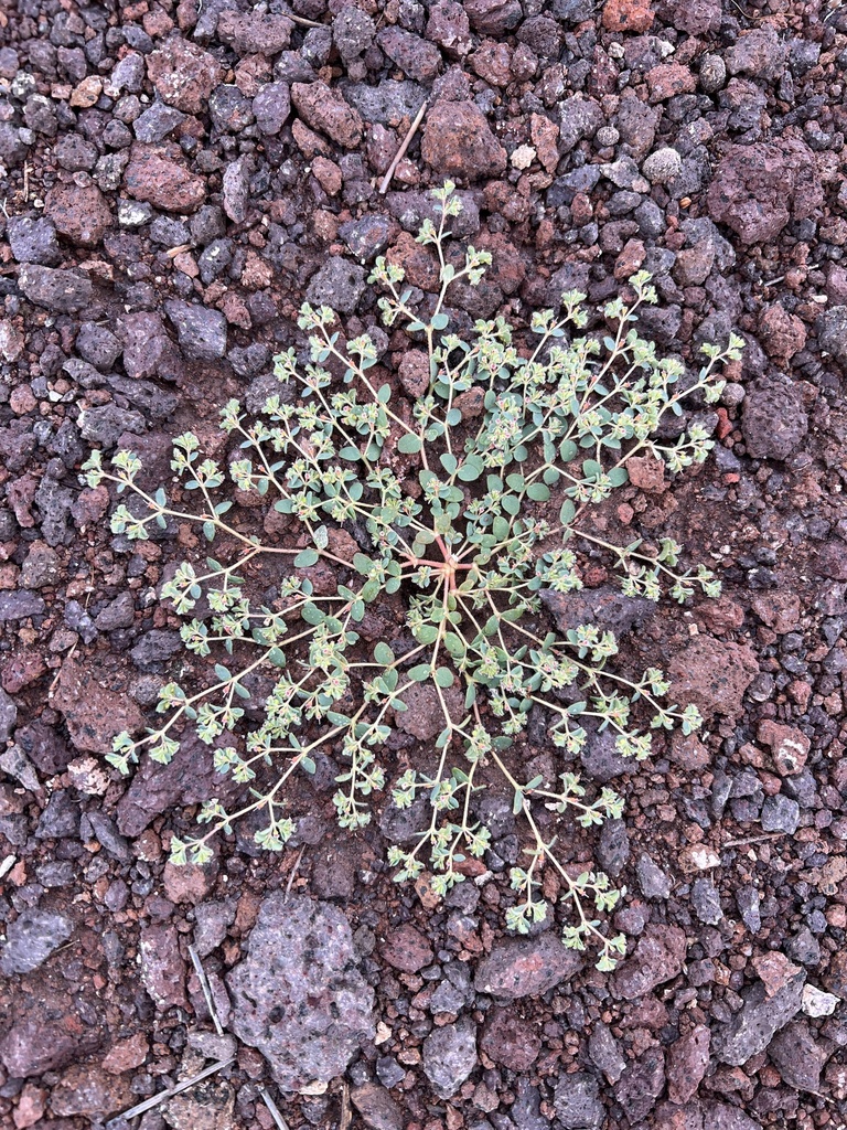 Yuma Sandmat from Searchlight, NV, US on September 12, 2022 at 07:48 AM ...