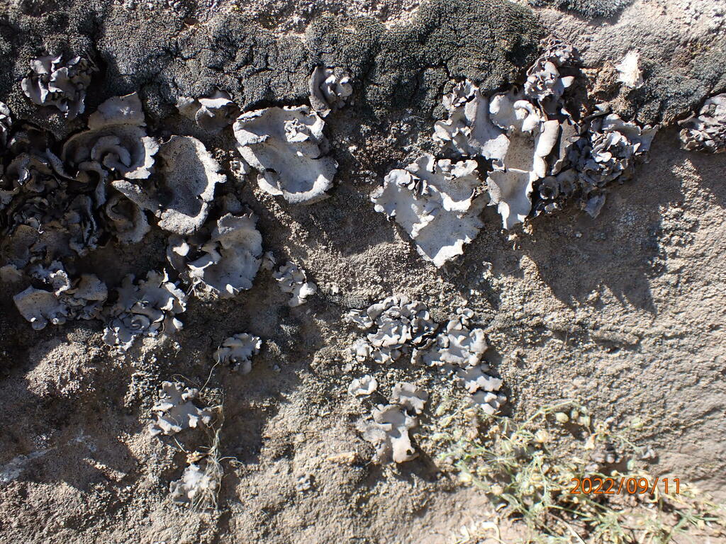 Frosted Rock Tripe from Bonneville County, ID, USA on September 11 ...