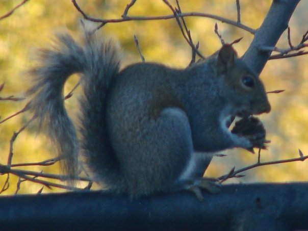 Eastern Gray Squirrel in October 2017 by Jennie_B_From_SC · iNaturalist
