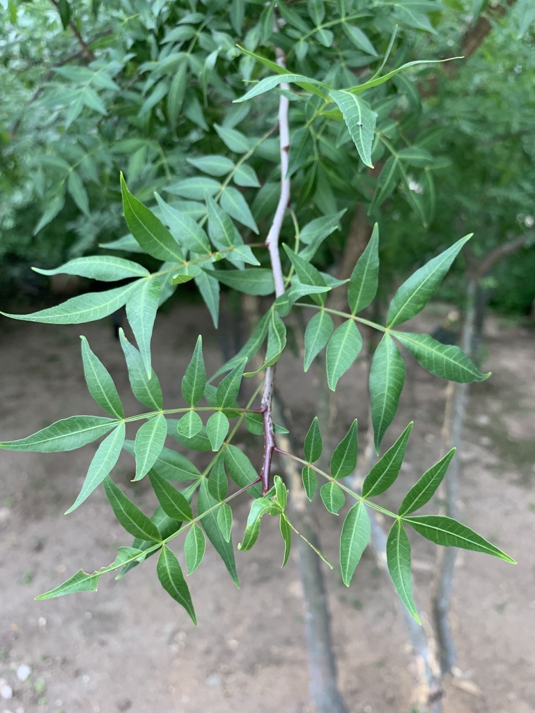 Bursera fagaroides elongata from 001, Álamos, SON, MX on August 09 ...
