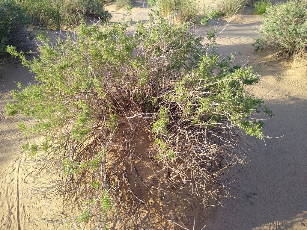 Burrobush from Yuma County, AZ, USA on September 12, 2022 at 07:01 AM ...