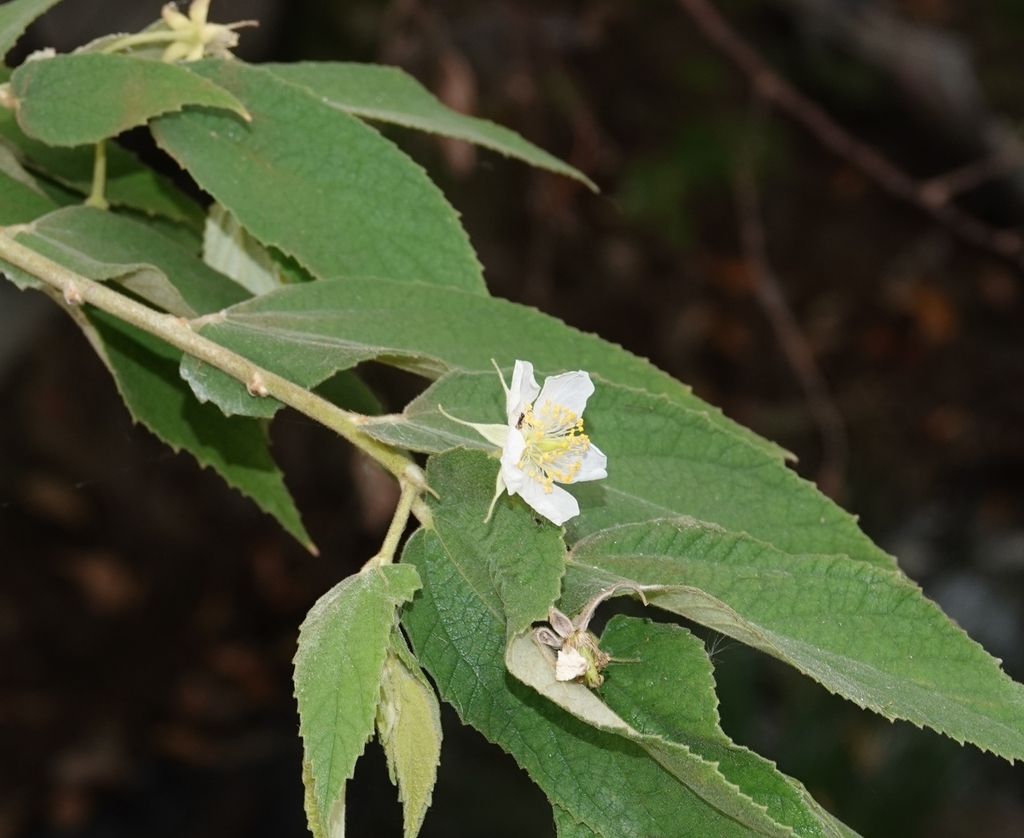 calabur tree from Kailash Nagar, Perumbakkam on September 11, 2022 at ...