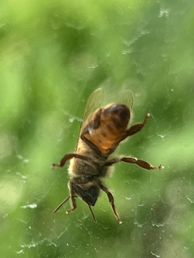Western Honey Bee in September 2022 by Kelly Krechmer · iNaturalist