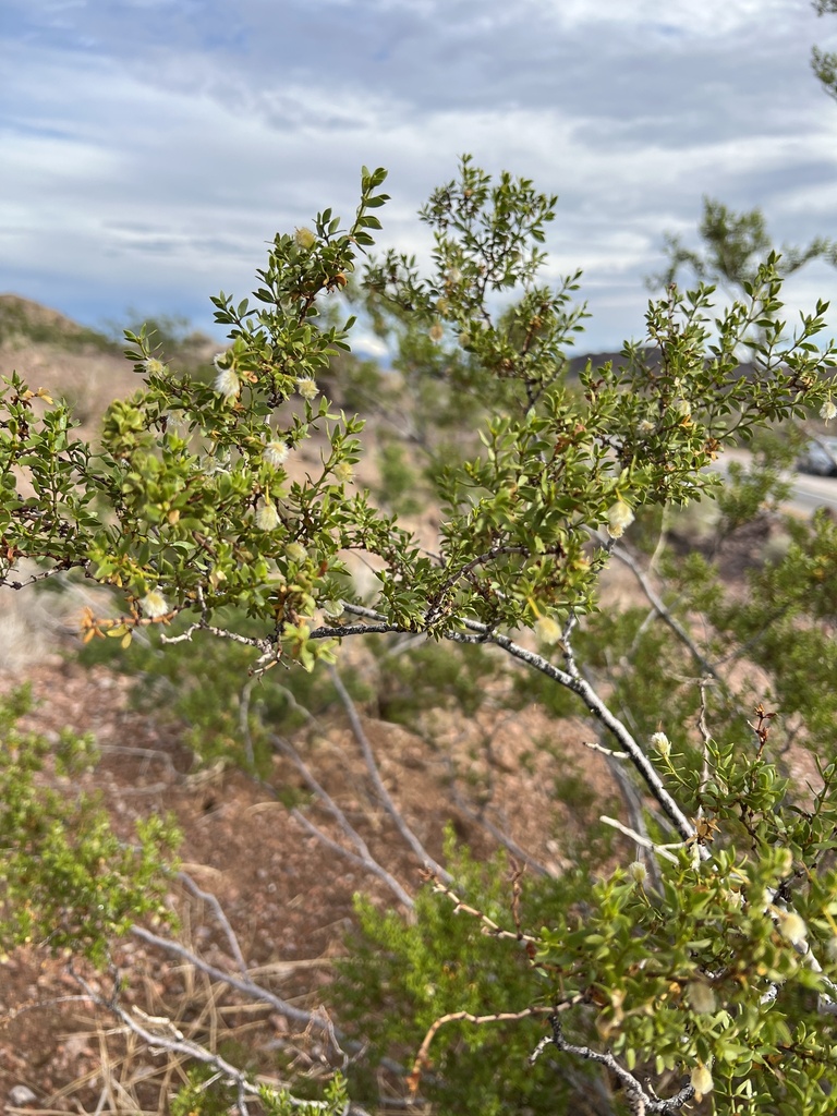 Creosote Bush from SR-165, Searchlight, NV, US on September 12, 2022 at ...