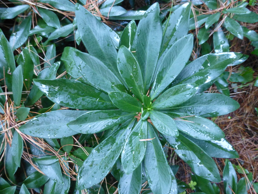 Spurge-laurel from Lake Coleridge, Canterbury, New Zealand on May 31 ...