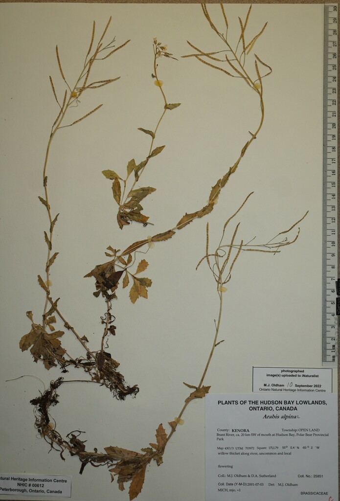 Alpine Rock-cress from Canada, Ontario, KENORA County, Brant River, ca ...