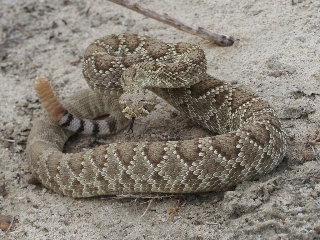 Mojave Rattlesnake from Los Angeles County, CA, USA on September 11 ...