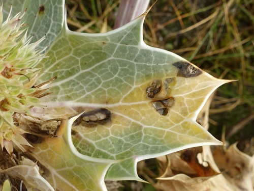 Entyloma eryngii-plani · iNaturalist United Kingdom