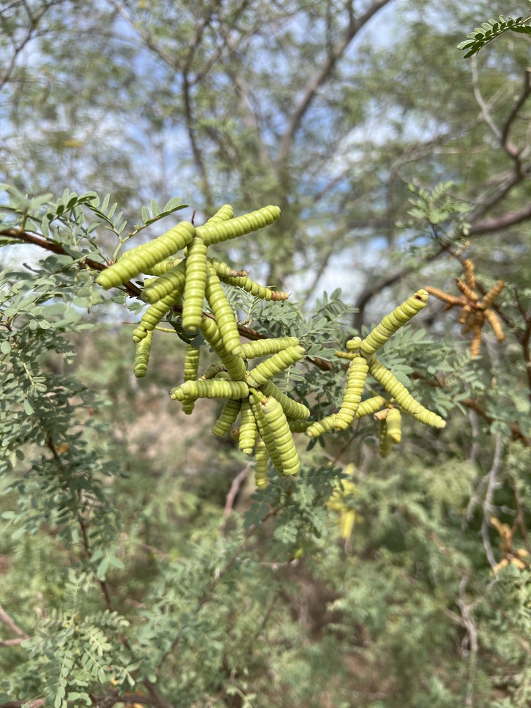 screwbean mesquite from E Galleria Dr, Henderson, NV, US on September ...