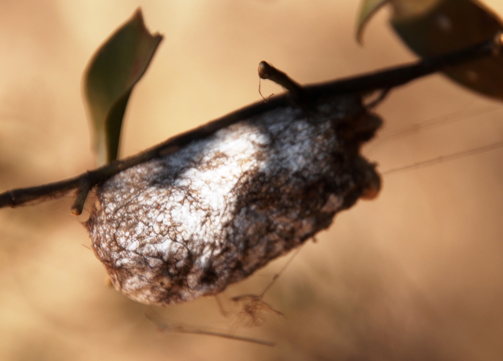 African Silk Moth from Ngepi Camp, Caprivi, Namibia on August 16, 2022 ...