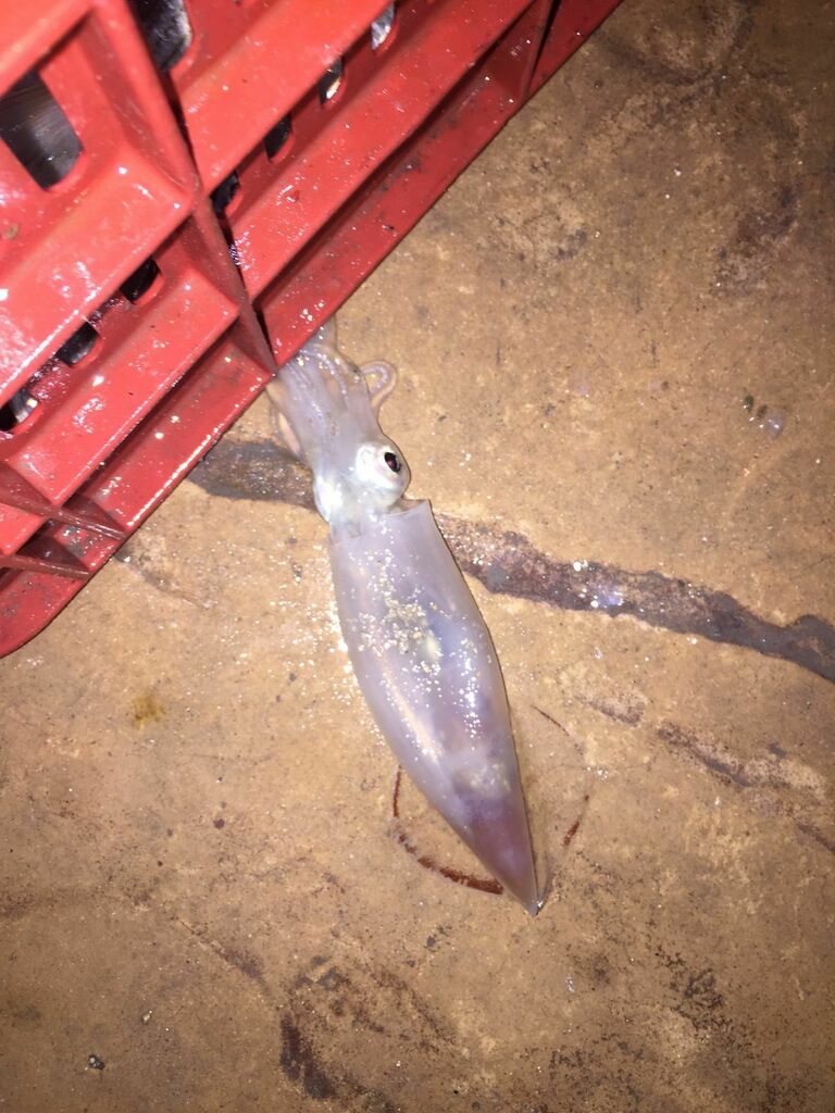 Opalescent Inshore Squid from Progreso, MX-YU, MX on September 11, 2022 at 08:20 PM by Héctor ...