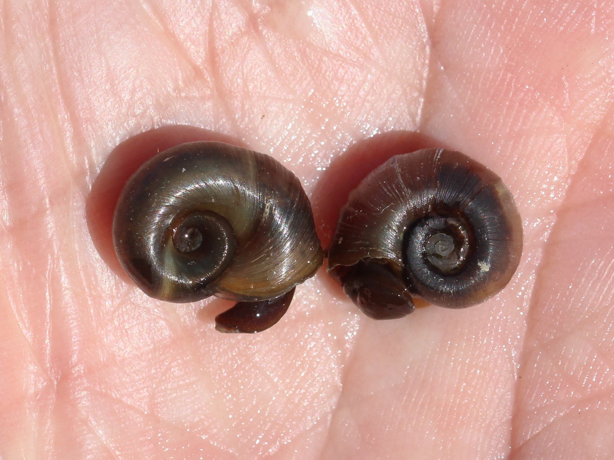 Planorbella duryi (Wetherby, 1879)