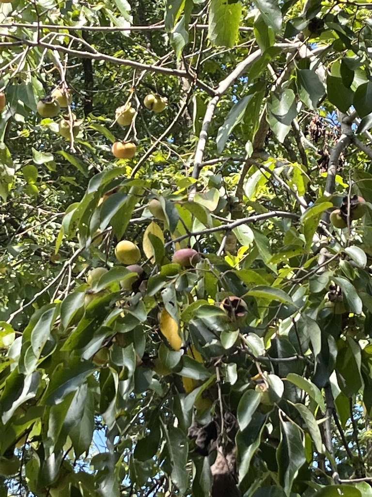 American persimmon from Wingate, NC, US on September 12, 2022 at 02:32 ...