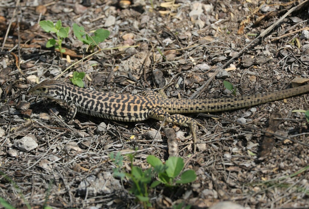 Common Checkered Whiptail from Presidio County, US-TX, US on September ...
