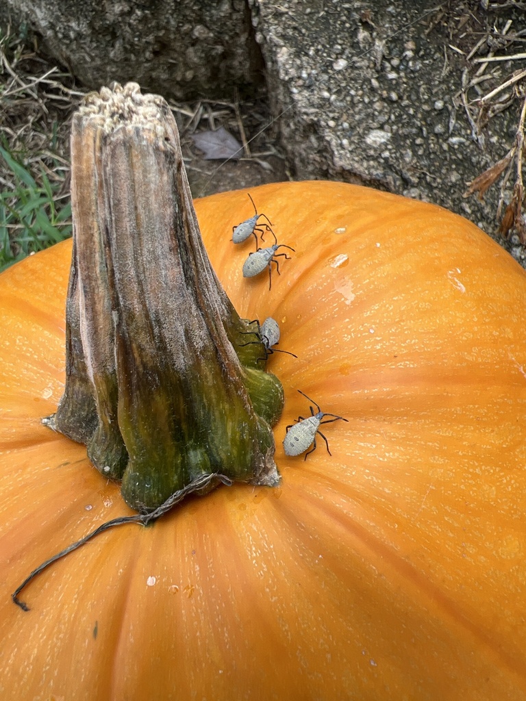 Squash Bug from Conover Rd, Durham, NC, US on September 12, 2022 at 02: ...