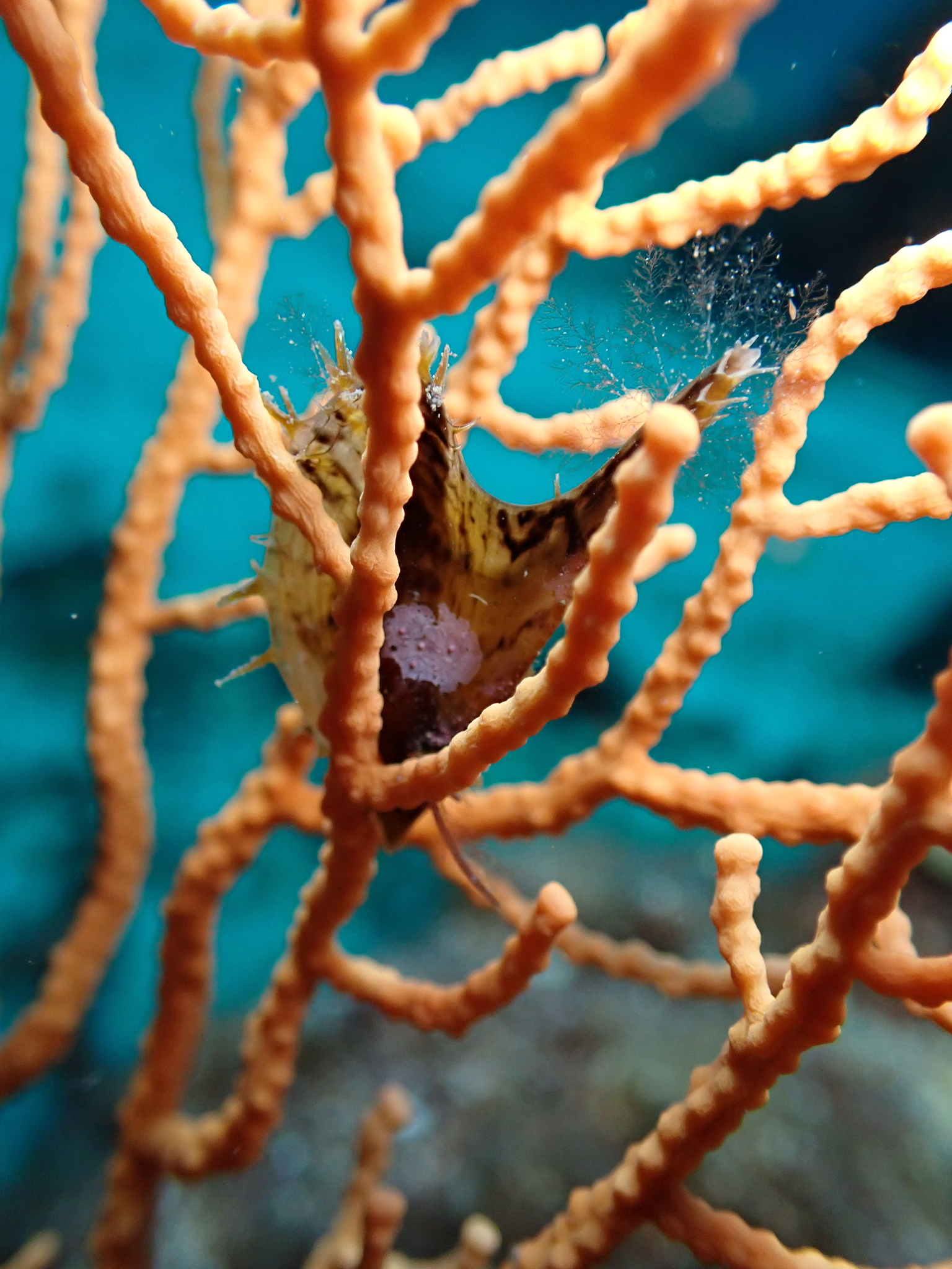 Pteria hirundo (Linnaeus, 1758)