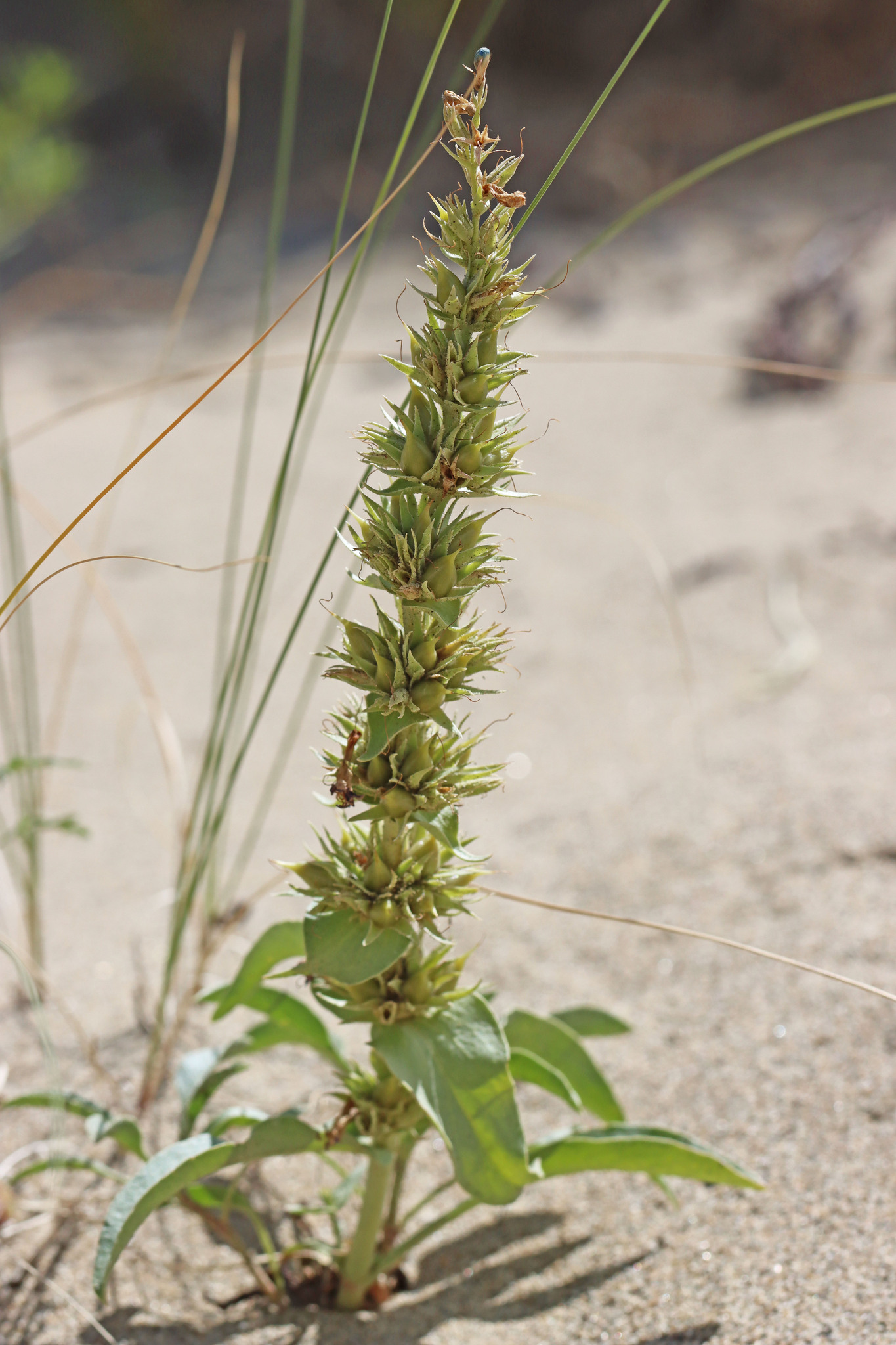 Penstemon acuminatus Douglas ex Lindl.