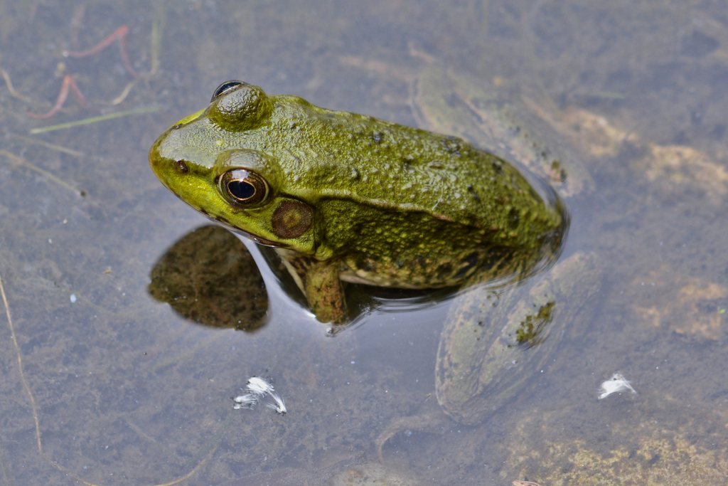 Green Frog (Amphibians of North Park) · iNaturalist